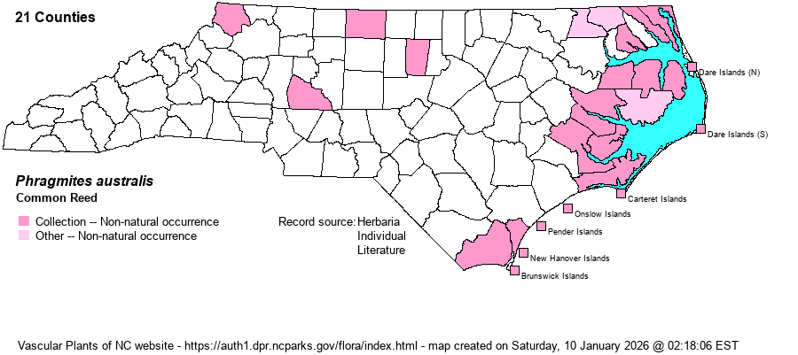 Phragmites Australis Map