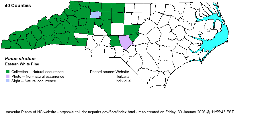 Vascular Plants of North Carolina
