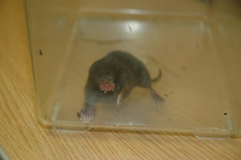 Mammals of North Carolina