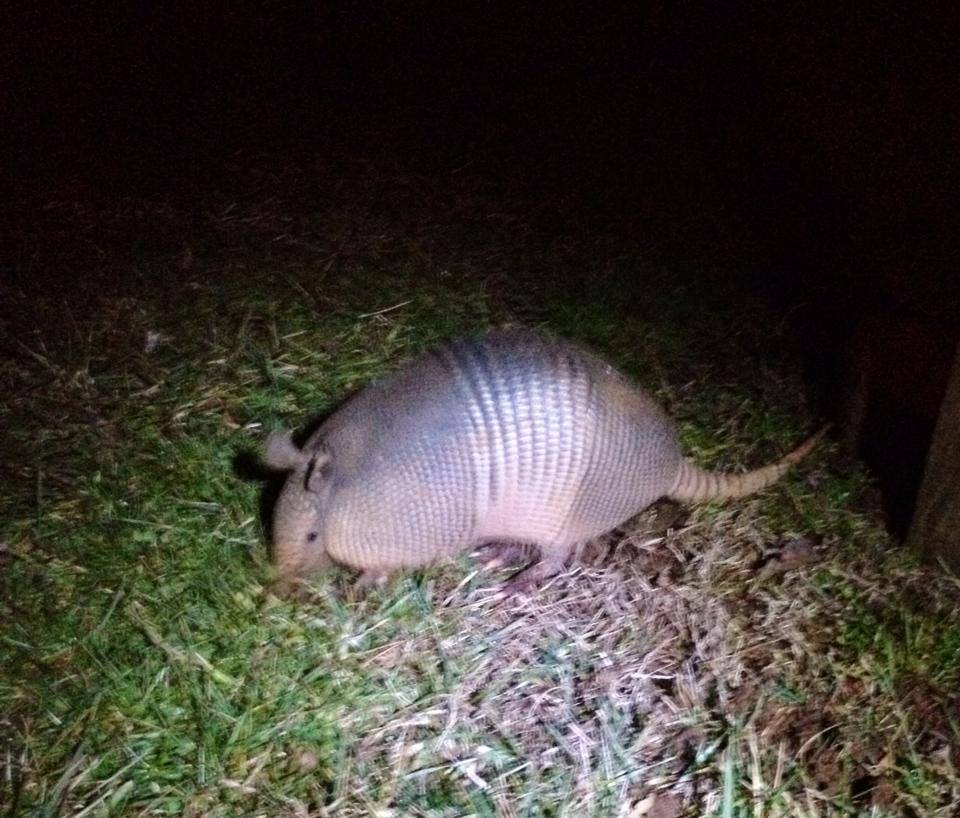 Armadillo In North Carolina at Clifford Hochstetler blog