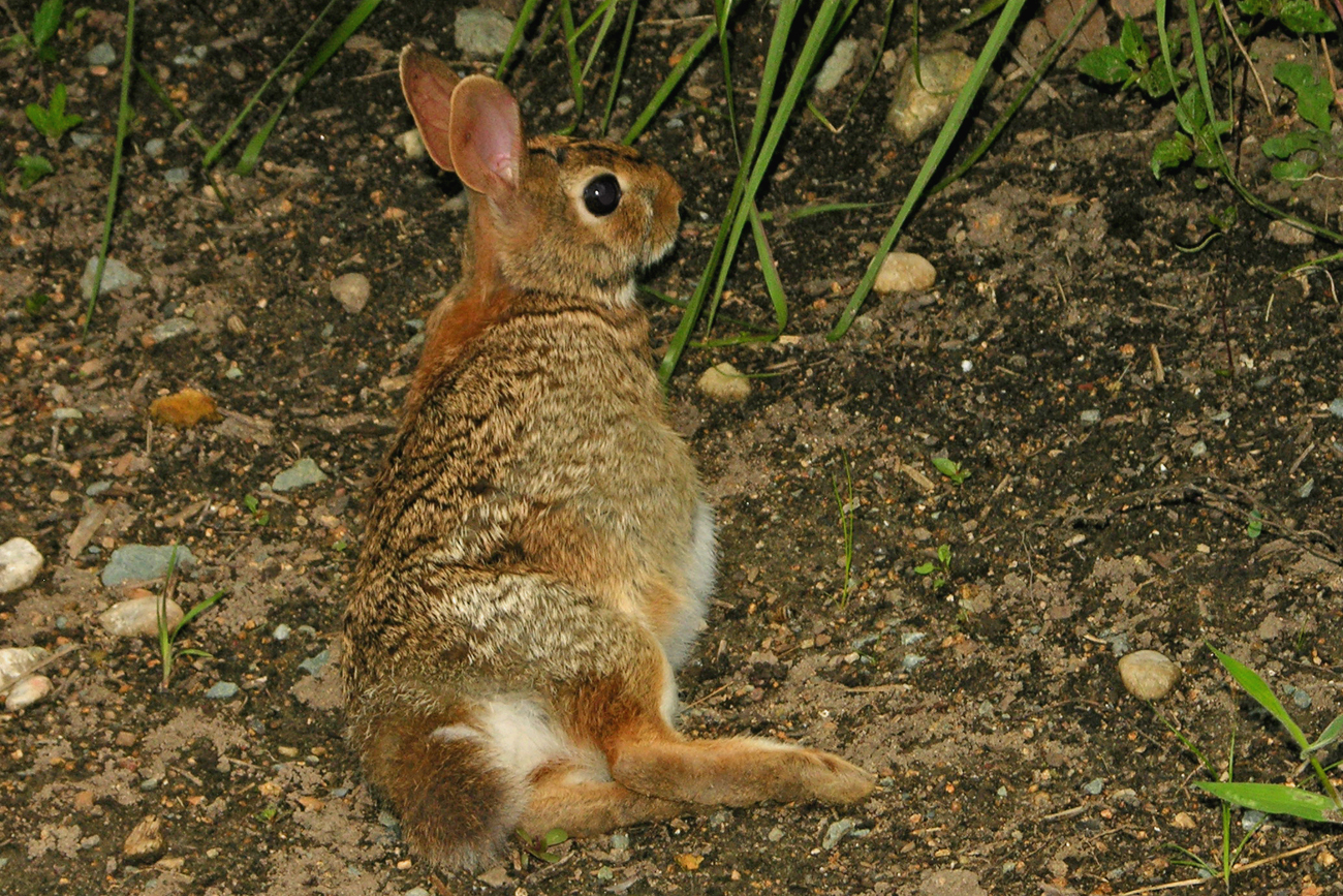 Mammals of North Carolina