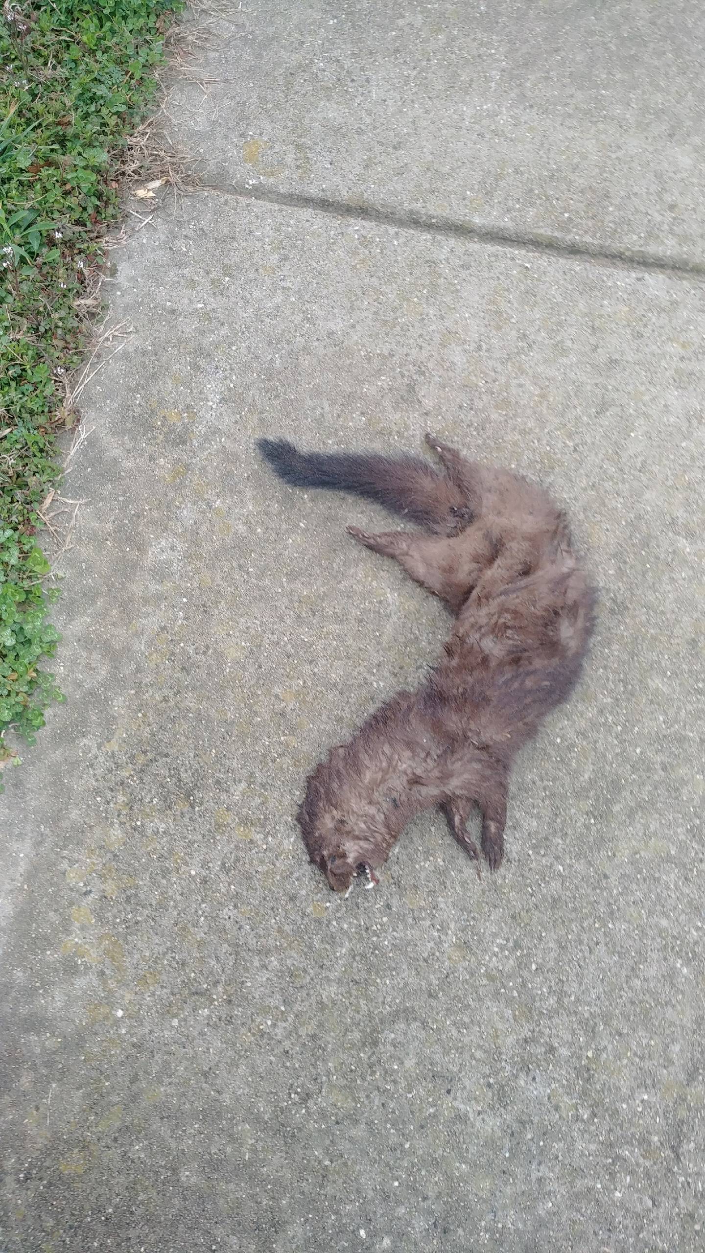 Mammals of North Carolina