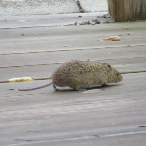 Mammals of North Carolina