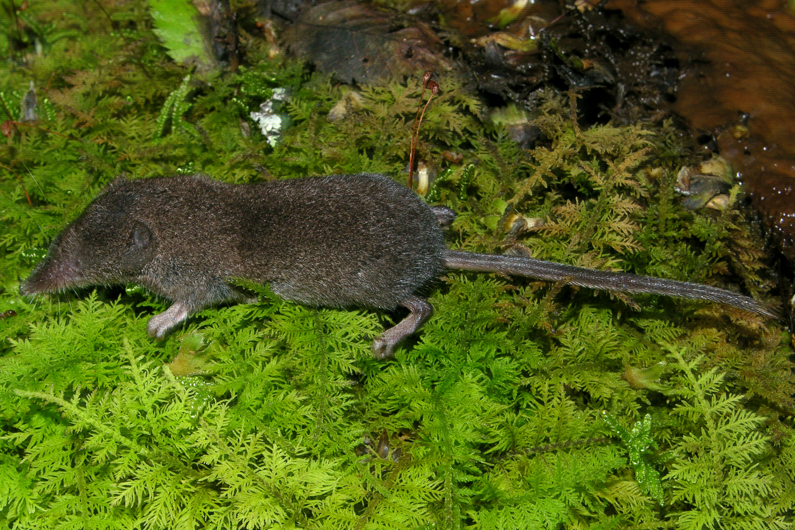 Mammals of North Carolina