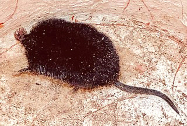 Mammals of North Carolina