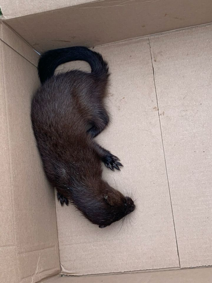 Mammals of North Carolina