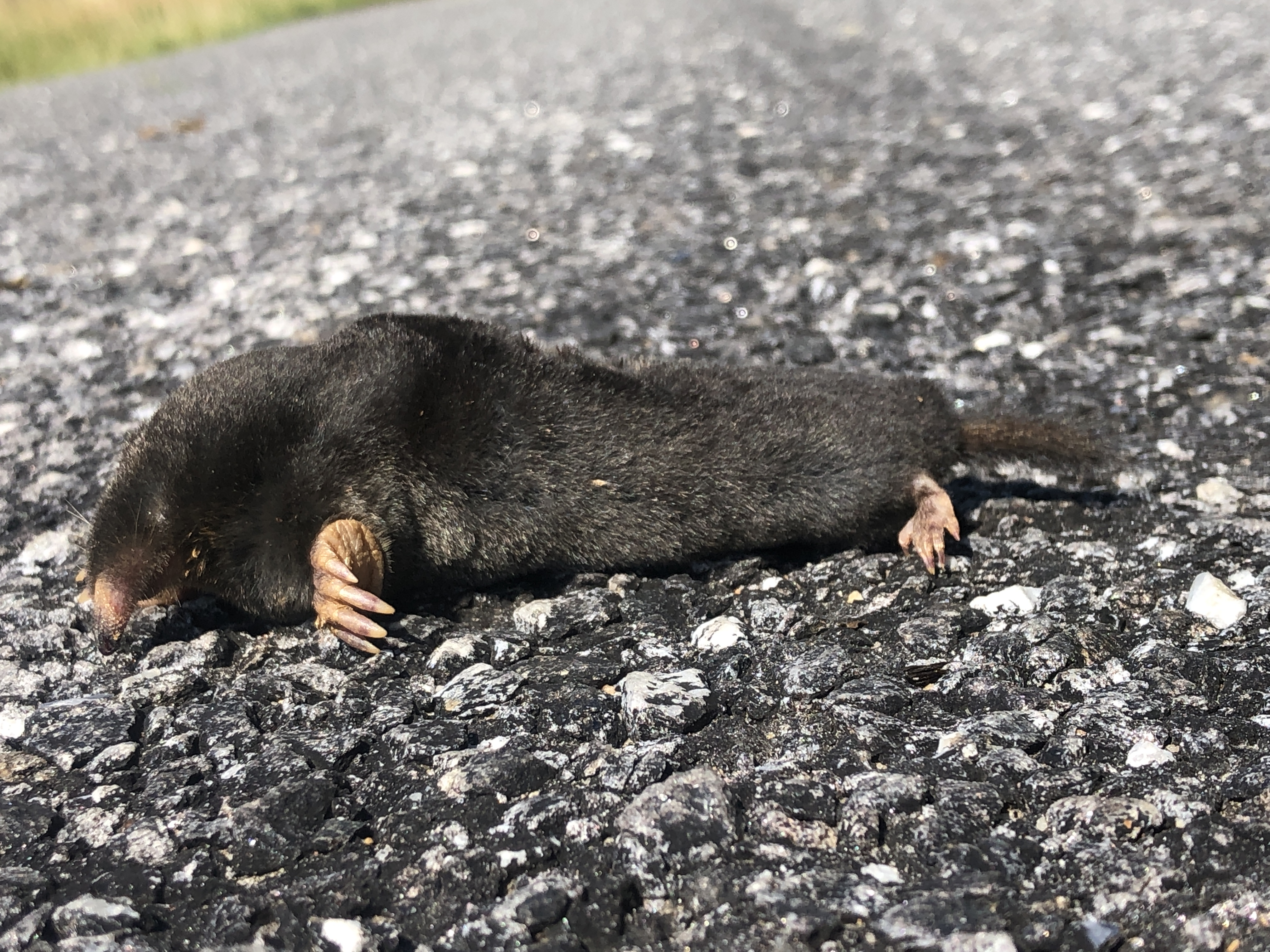 Mammals of North Carolina