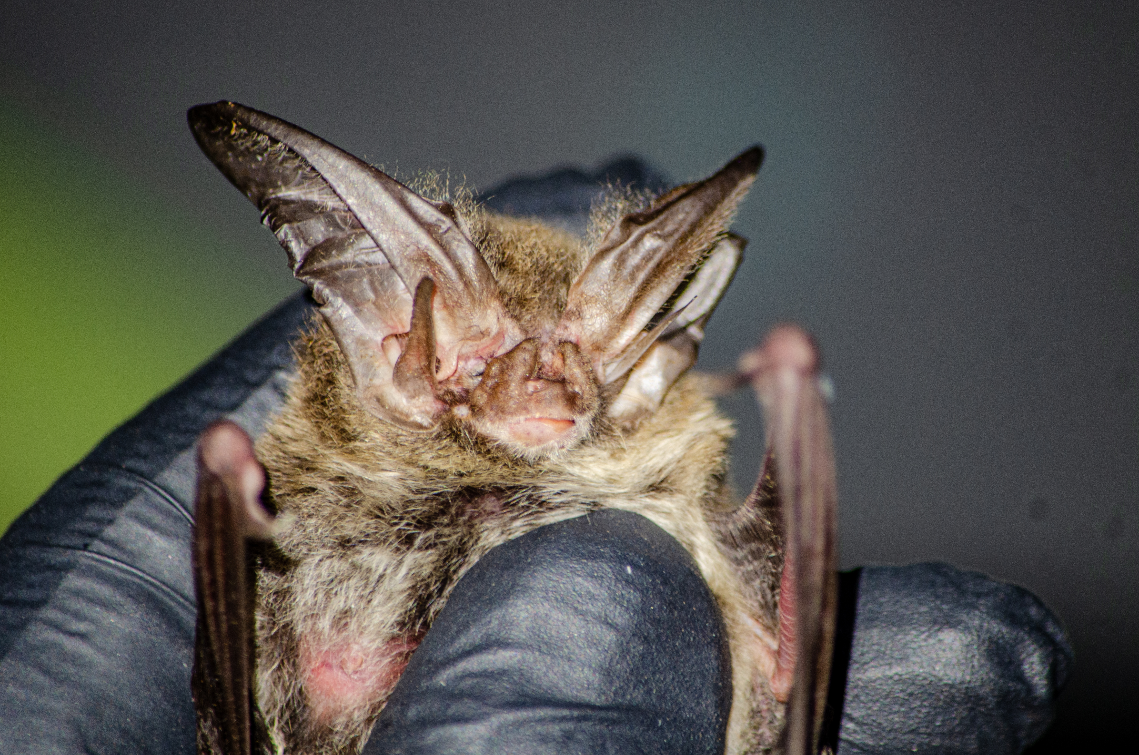 Mammals of North Carolina