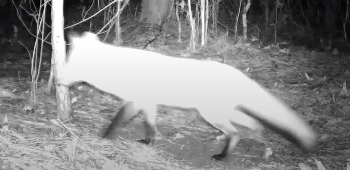 Mammals of North Carolina