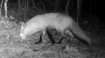 Mammals of North Carolina