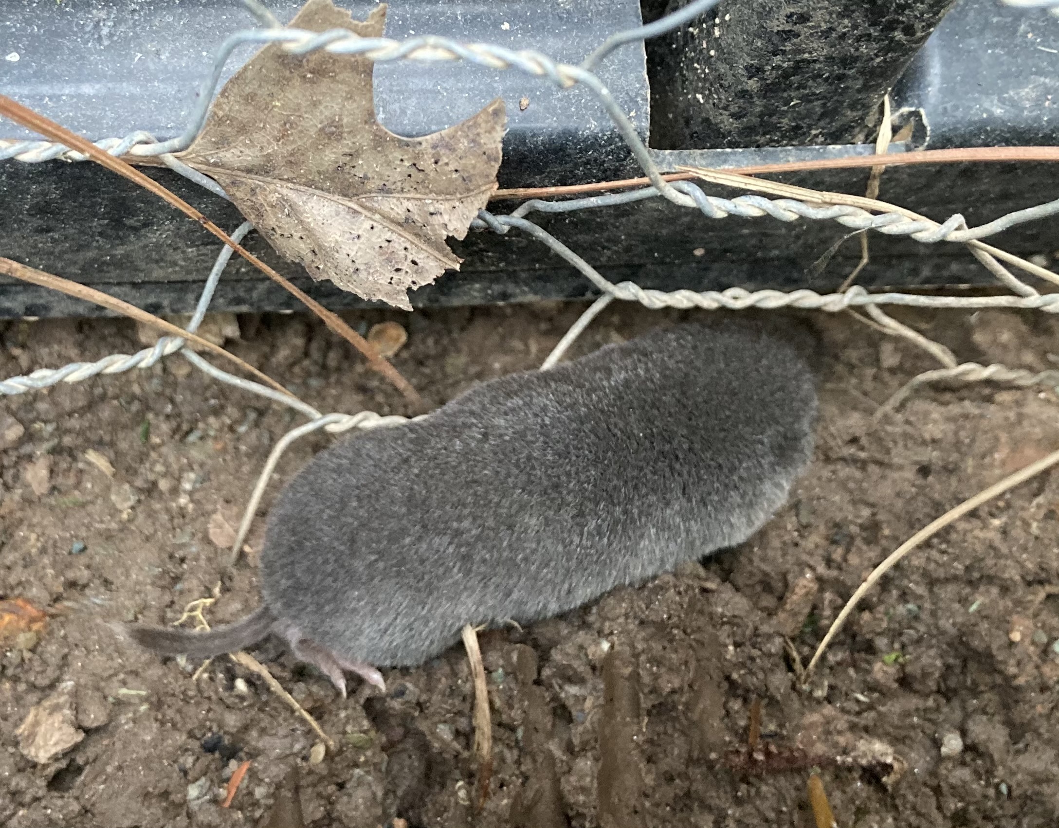 Mammals of North Carolina