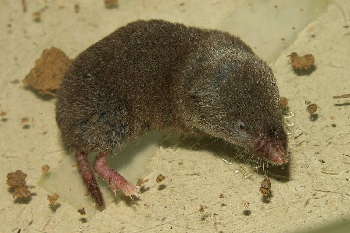 Mammals of North Carolina