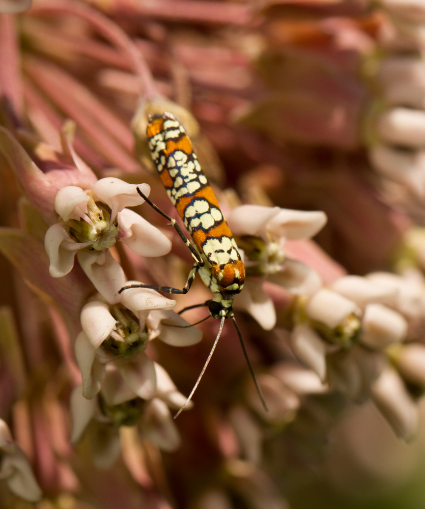 Moths of North Carolina