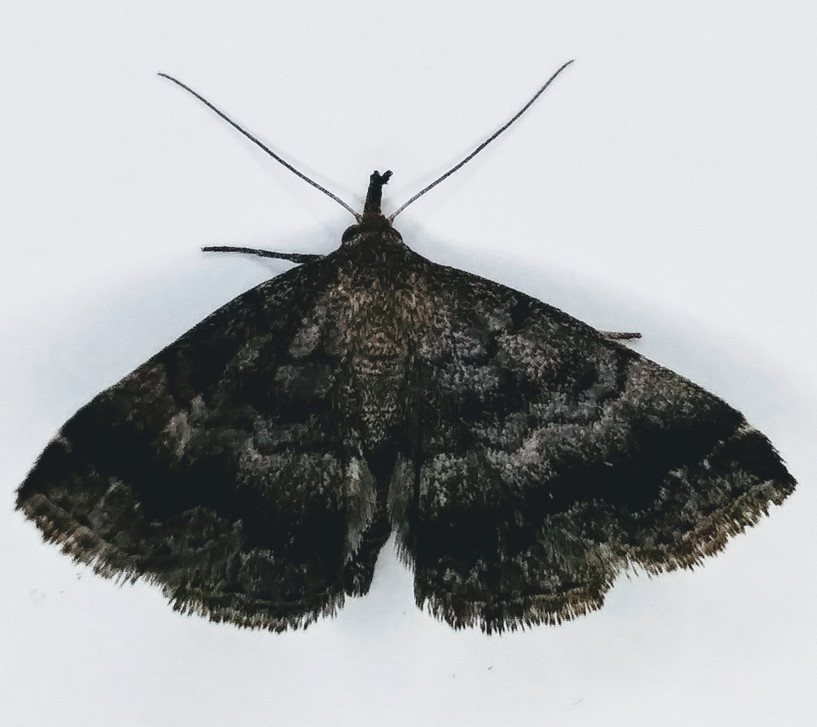 Moths of North Carolina
