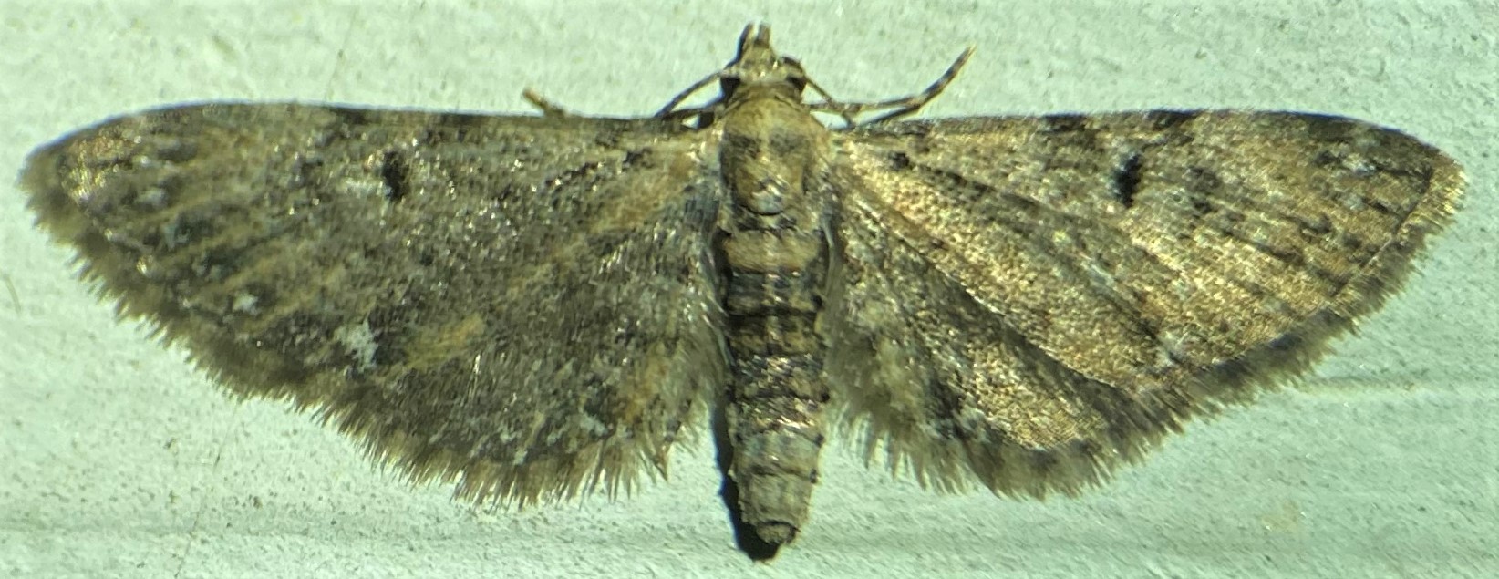 Moths of North Carolina