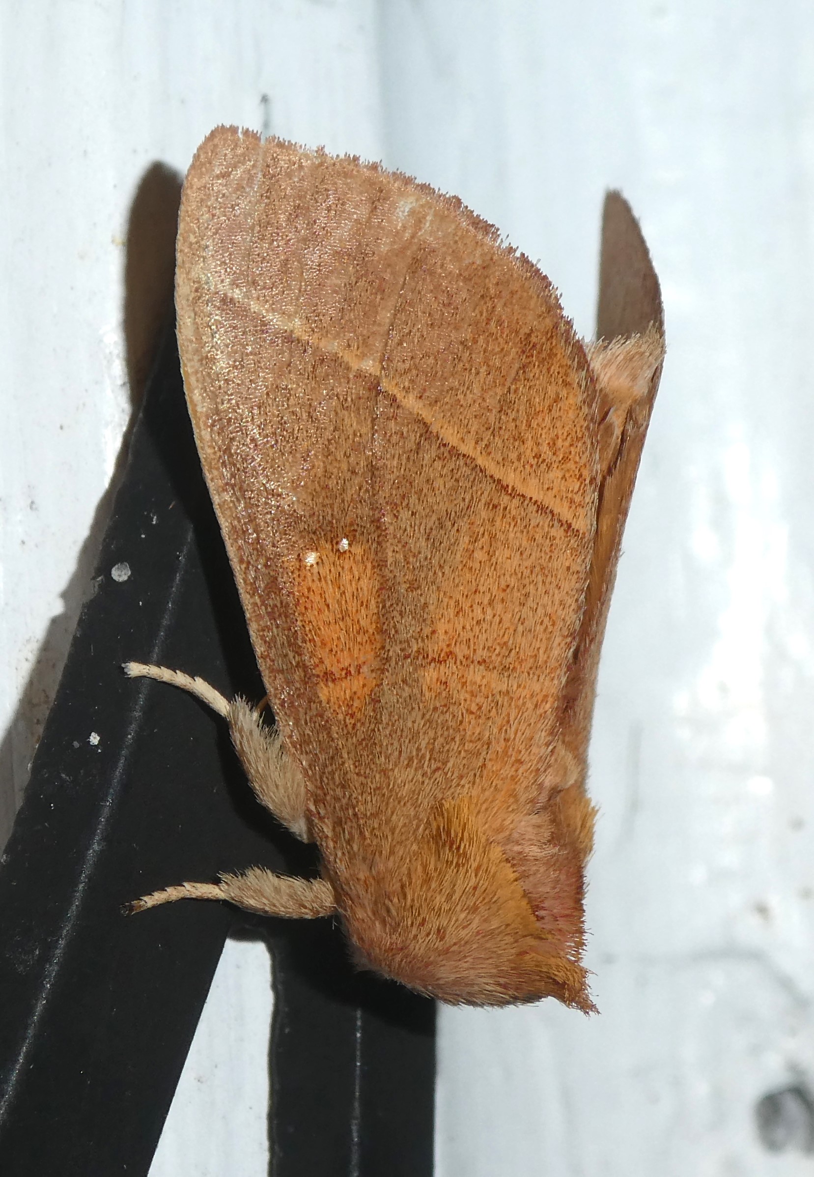 Moths of North Carolina
