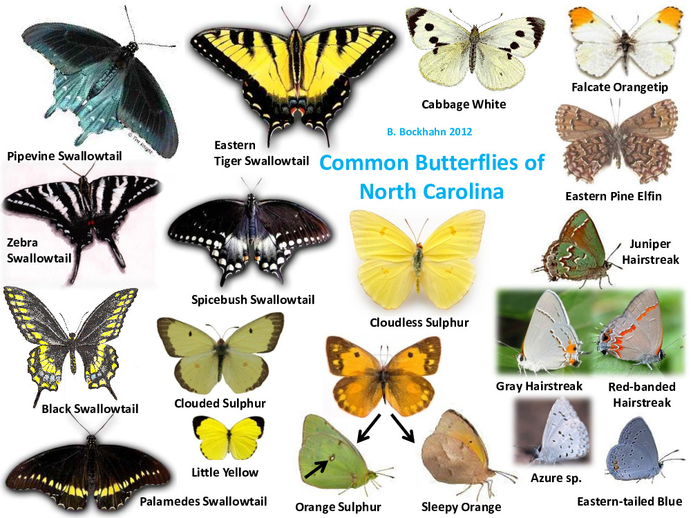 Common Insects In North Carolina