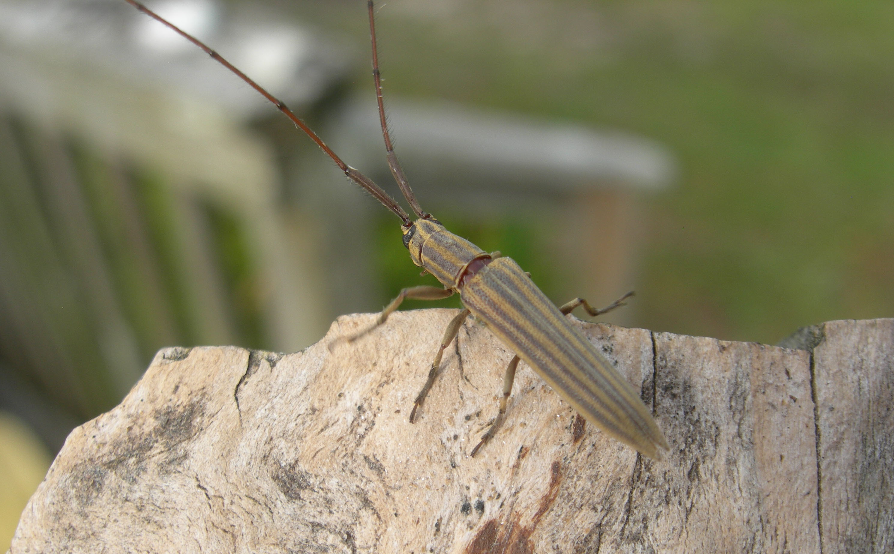 Beetles of North Carolina