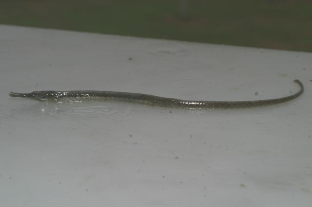 Dusky Pipefish