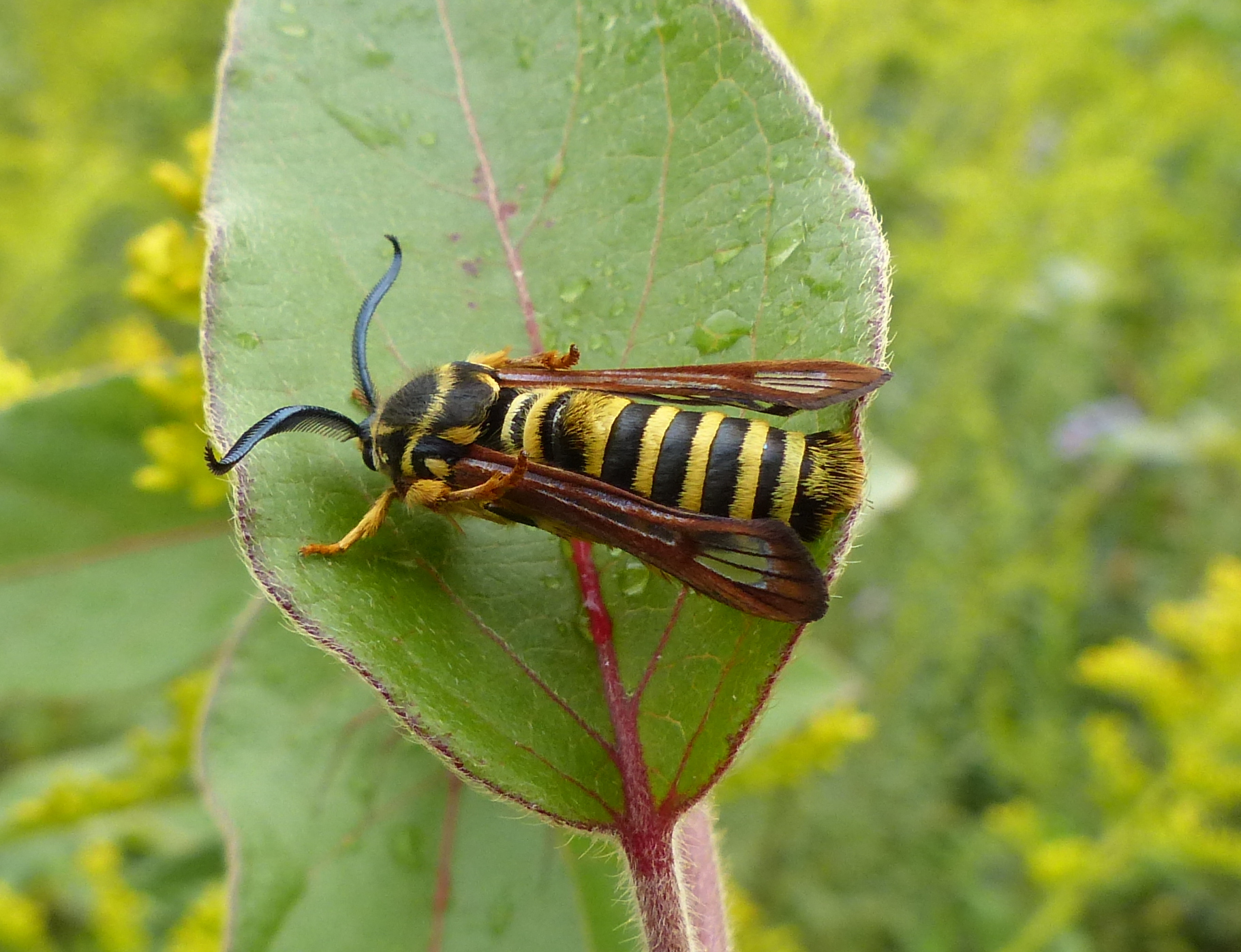 Moths of North Carolina
